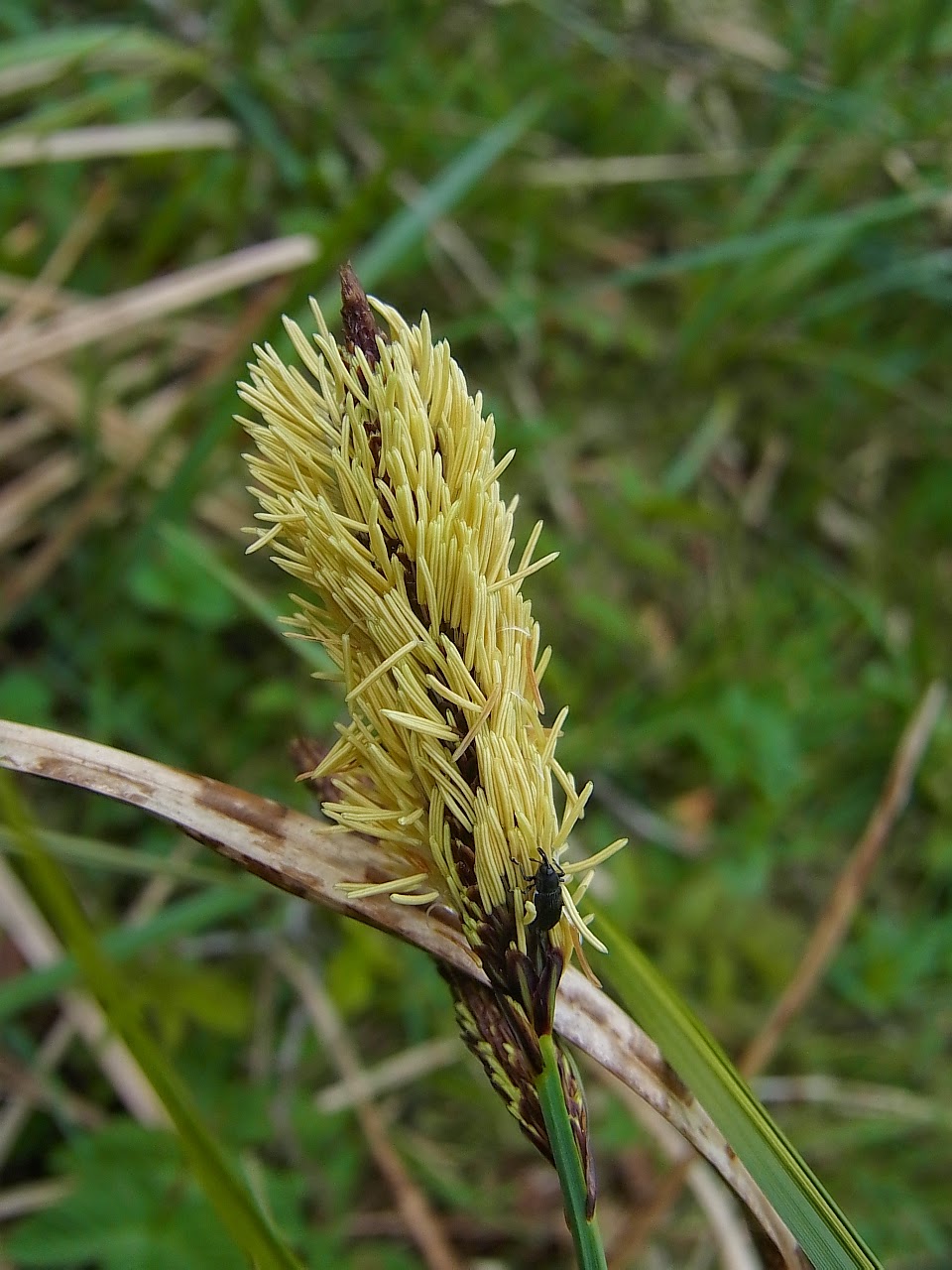 quatre saisons: joncs