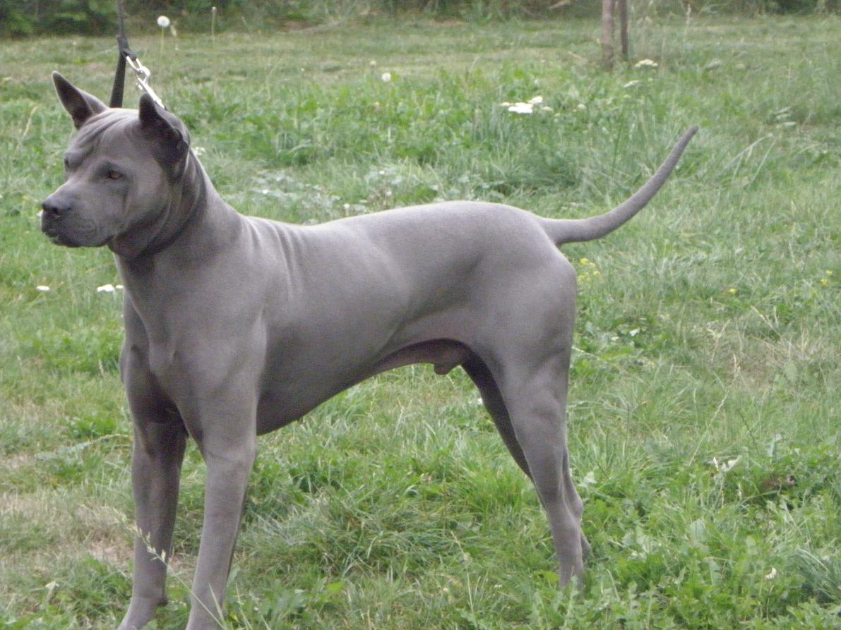 Thai Ridgeback Dog: MR BHA THAI JUNIOR Volarius