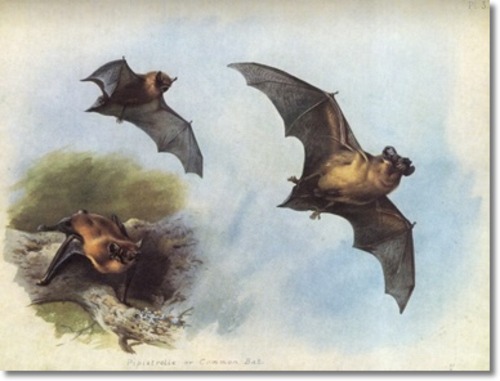 SilentOwl: Folklore of the Hedgerow. Part Twenty One.