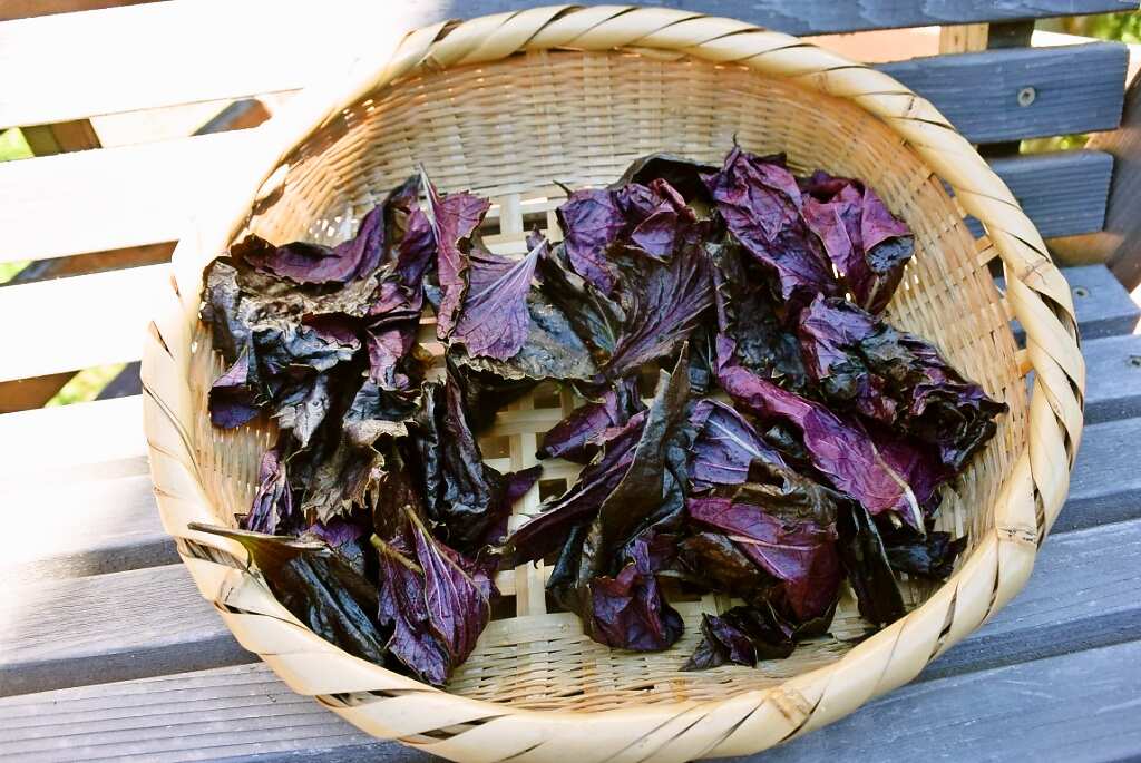 Recipes for Tom: Umeboshi (anzuboshi) / pickled plums (pickled apricots)