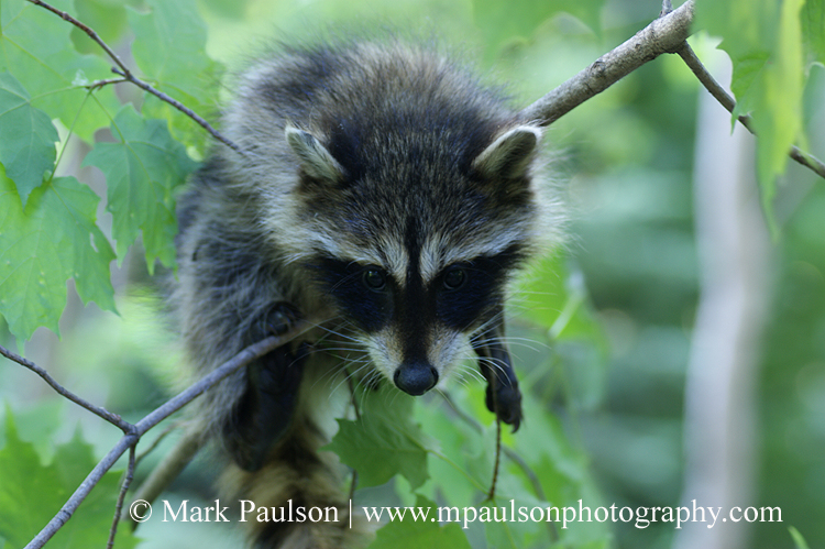 MAP Artistic Photography: Photo of the Day: Baby Raccoon Hanging in Tree