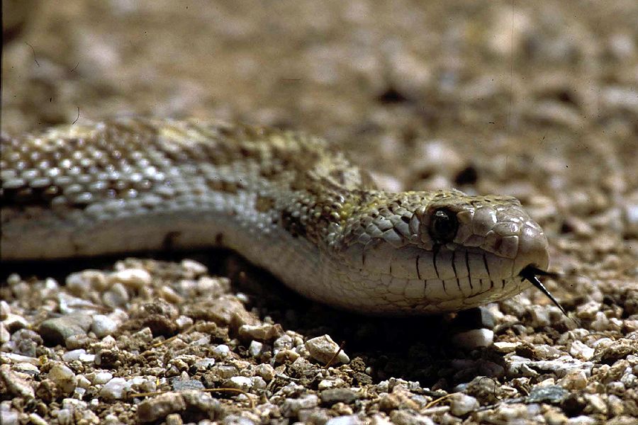 The Azure Gate: Slytherin Part II