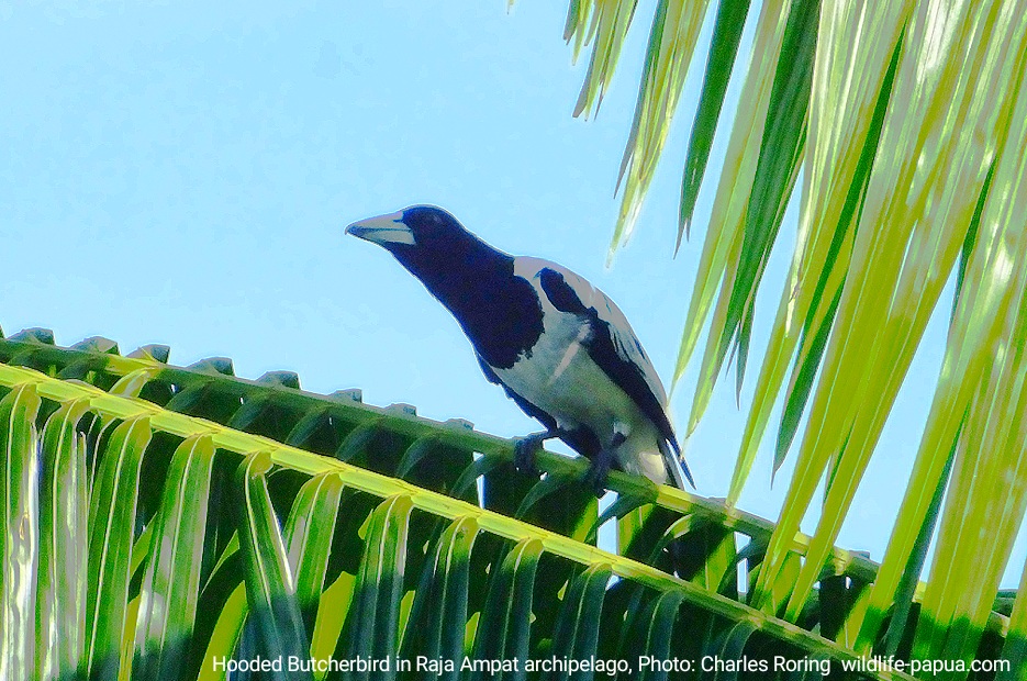 Birding Tour in West Papua: Birding and Snorkeling in Raja Ampat