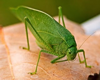 Pelesit - Alchetron, The Free Social Encyclopedia