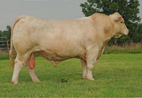 Ganado Bovino: Charolais