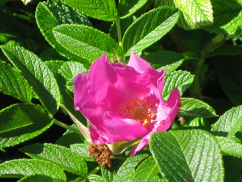 Black Cat Gardening: Not Quite a Native