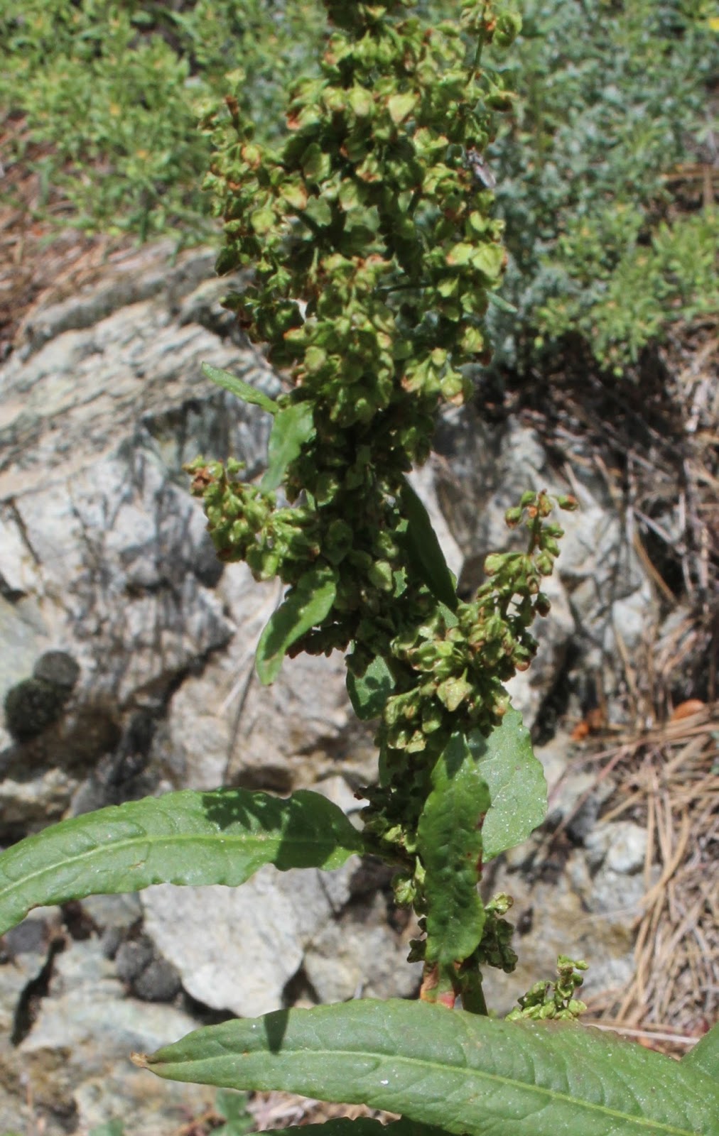 Biodiversity of Cyprus by NGO Protection of the Natural Heritage and ...