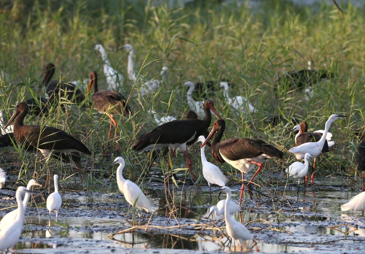 BLACK STORK & RAPTOR IMPRESSIONS: Black Stork migration beginning