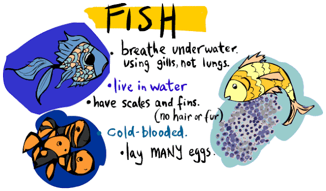 Third Grade Miróbriga: enero 2017