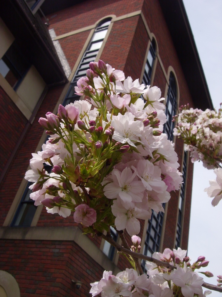 Michael Peverett: Prunus 'Amanogawa'