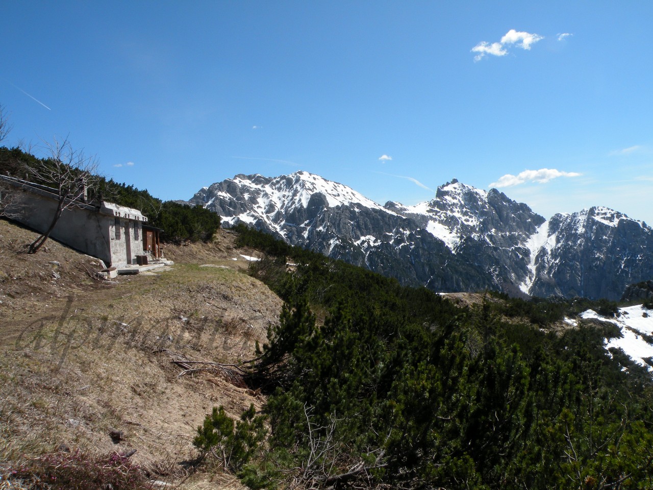alpinauta: Un nido tra i mughi della Val Alba