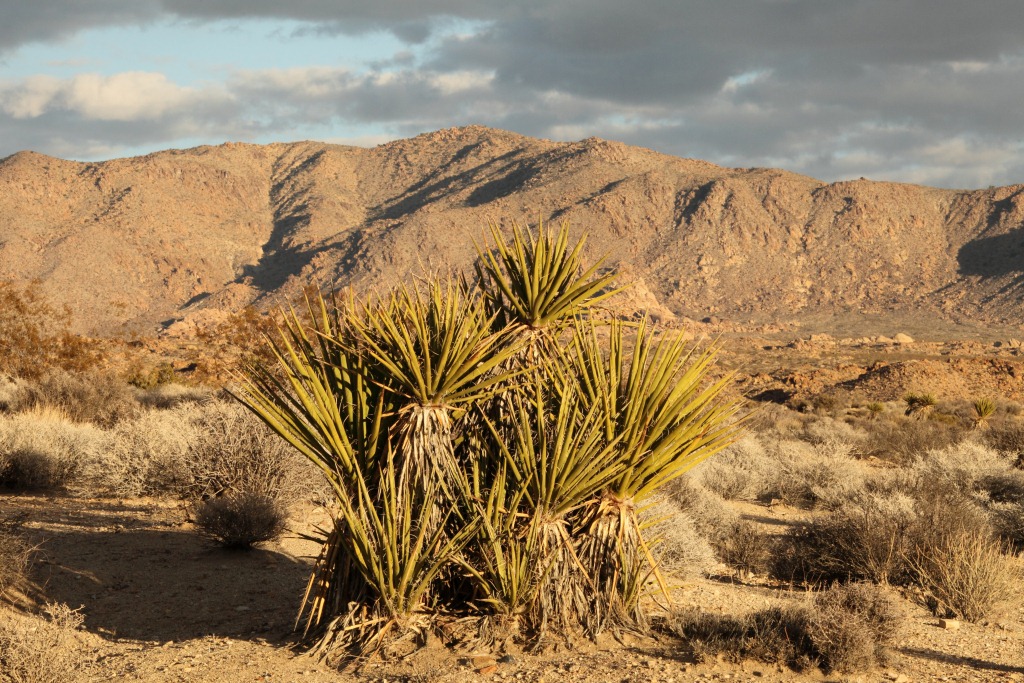 Have Camera, Will Travel.: Twentynine Palms to Yuma - Jan. 9 to 18