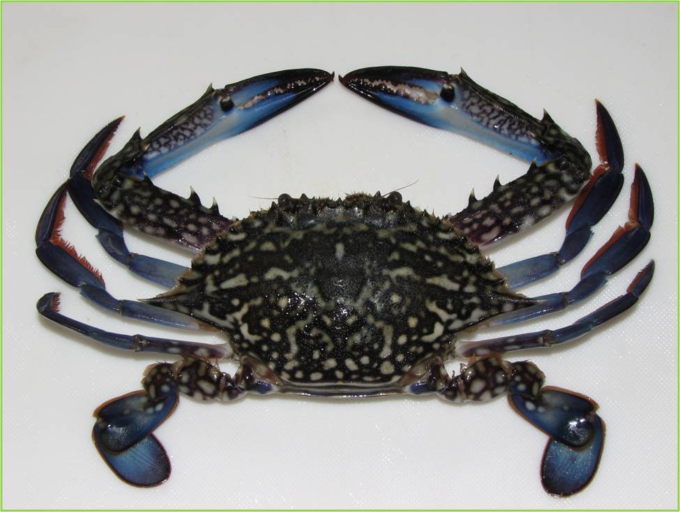 Media Penyuluhan Perikanan: TEKNIK PEMBENIHAN RAJUNGAN (Portunus pelagicus)