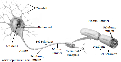 Jaringan tubuh manusia dan fungsinya