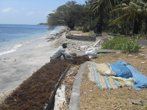 komoditas Rumput laut , aktivitas petani rumput laut - Wak Laba