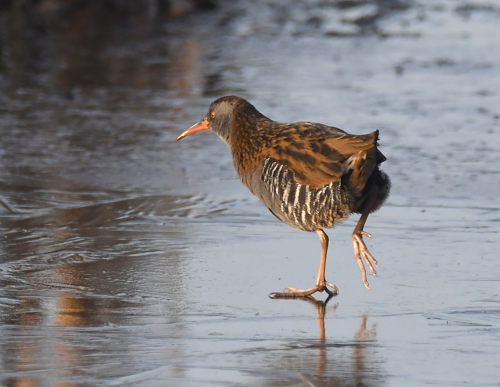Carl Bovis Nature Photography: Water Rail, Peregrine, Snipe, Pintail ...