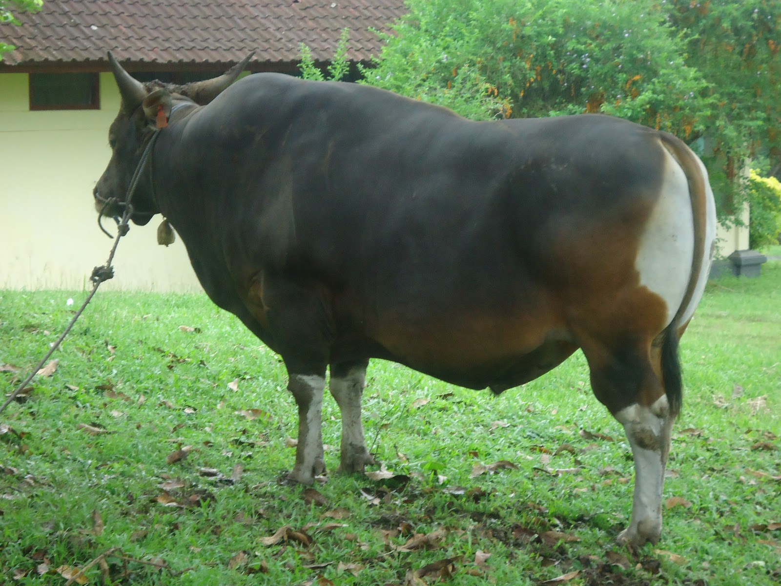 PROPOSAL PENGGEMUKAN SAPI BALI 1 ~ PROPOSAL PENGGEMUKAN SAPI BALI ...