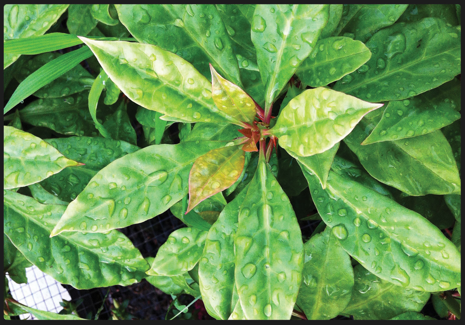 Doo Guan Nursery: Herbs