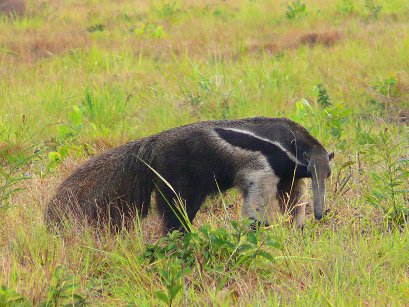 Anteater | The Biggest Animals Kingdom