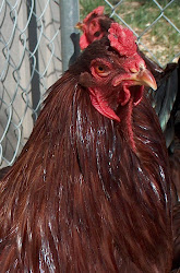 AMERICAN BUCKEYE CLUB: Buckeye Breeders Directory