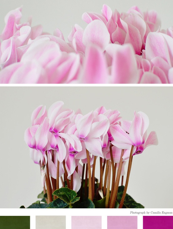 Um jardim para cuidar: Hoje foi dia de tratar dos ciclamens...