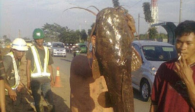 ikanlele: LELE RAKSASA YANG DITEMUKAN DI BOGOR-INDONESIA