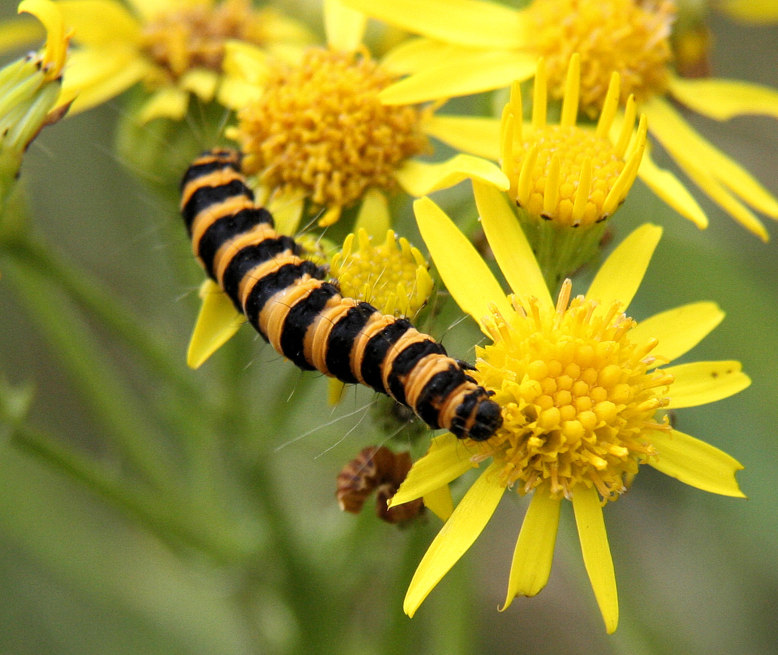 Birding with Flowers: Special Insects