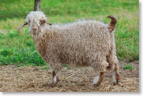 MacGregor Hollow: Red Angora Goats in the Red/Black/Brown Pool