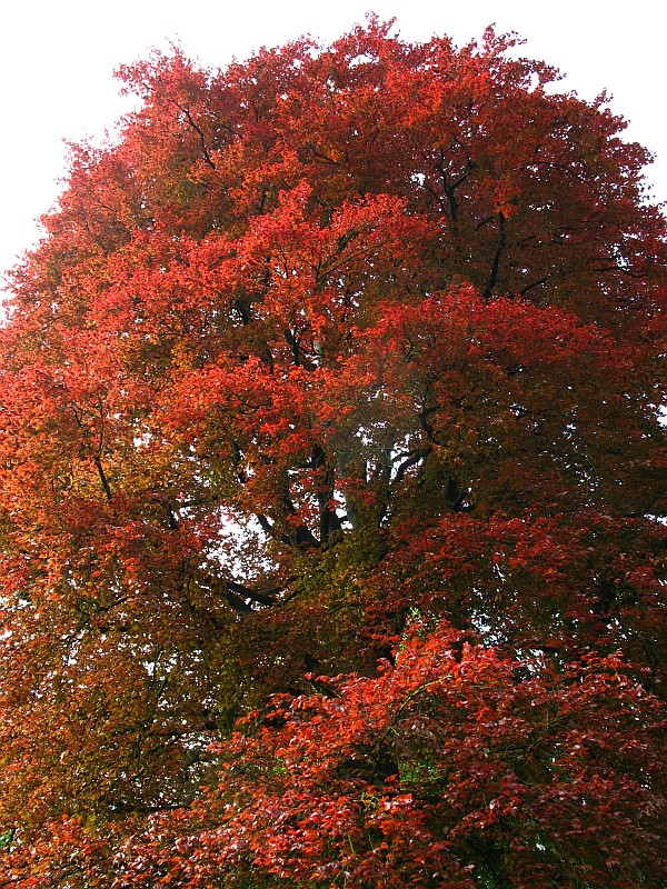 Stripman's prikbord: Rode beuk en rode esdoorn