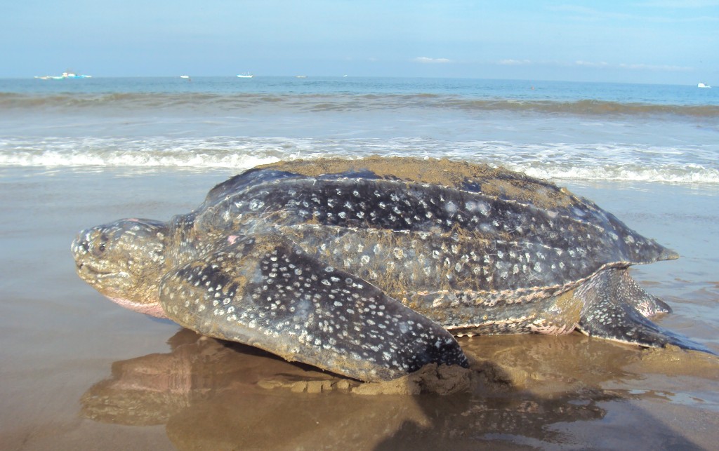 Animals of the world: Dermochelys coriacea (Tortuga Laud)