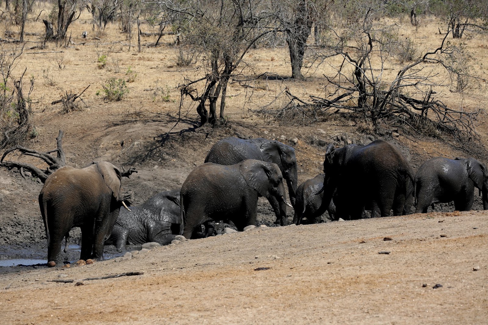 Worldbirder: Clare & Rowan's Africa trip!