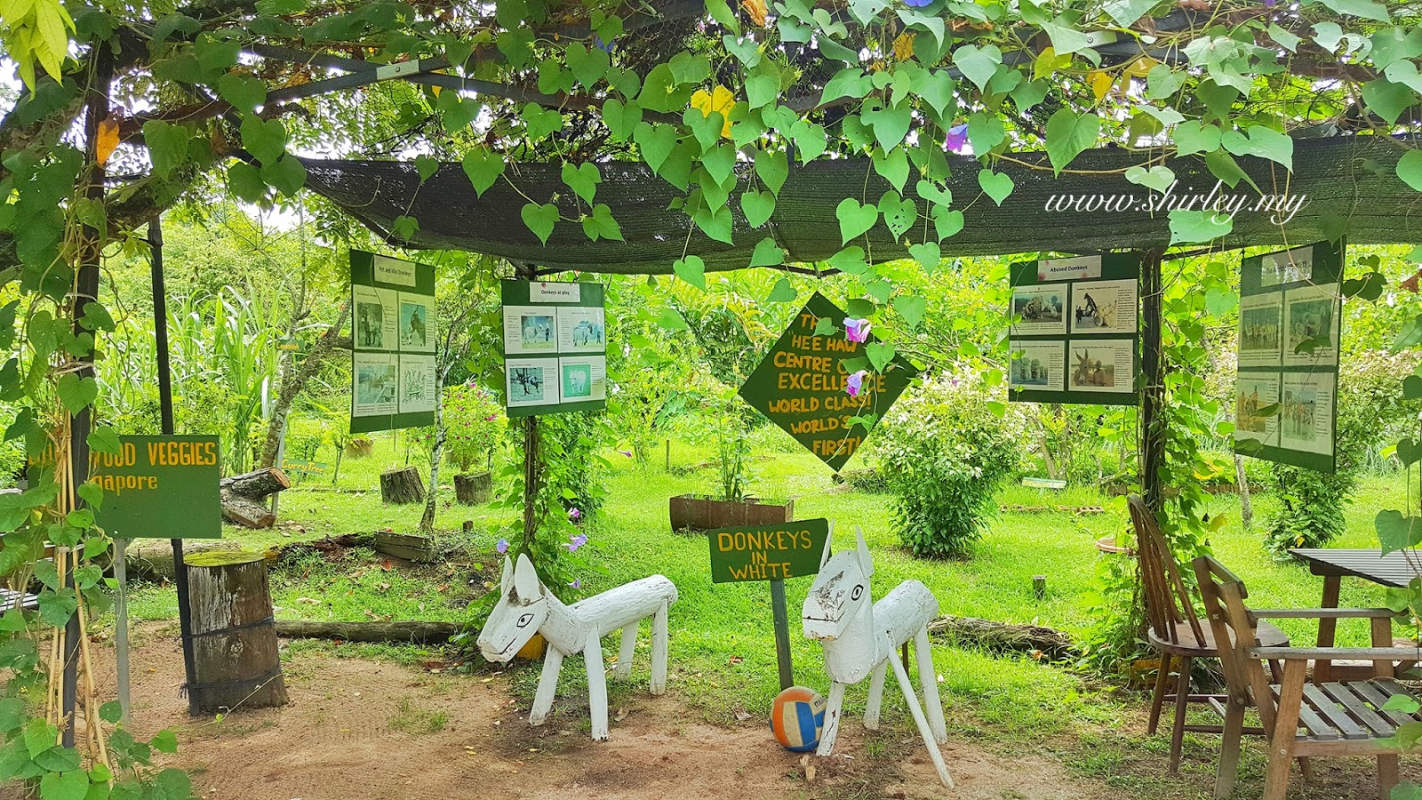 A day visit to Kranji Countryside Singapore - Bollywood Farms - Shirley.my