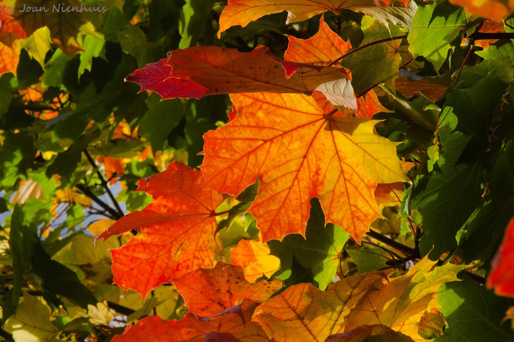 Pacific Northwest Photography: Autumn Leaves