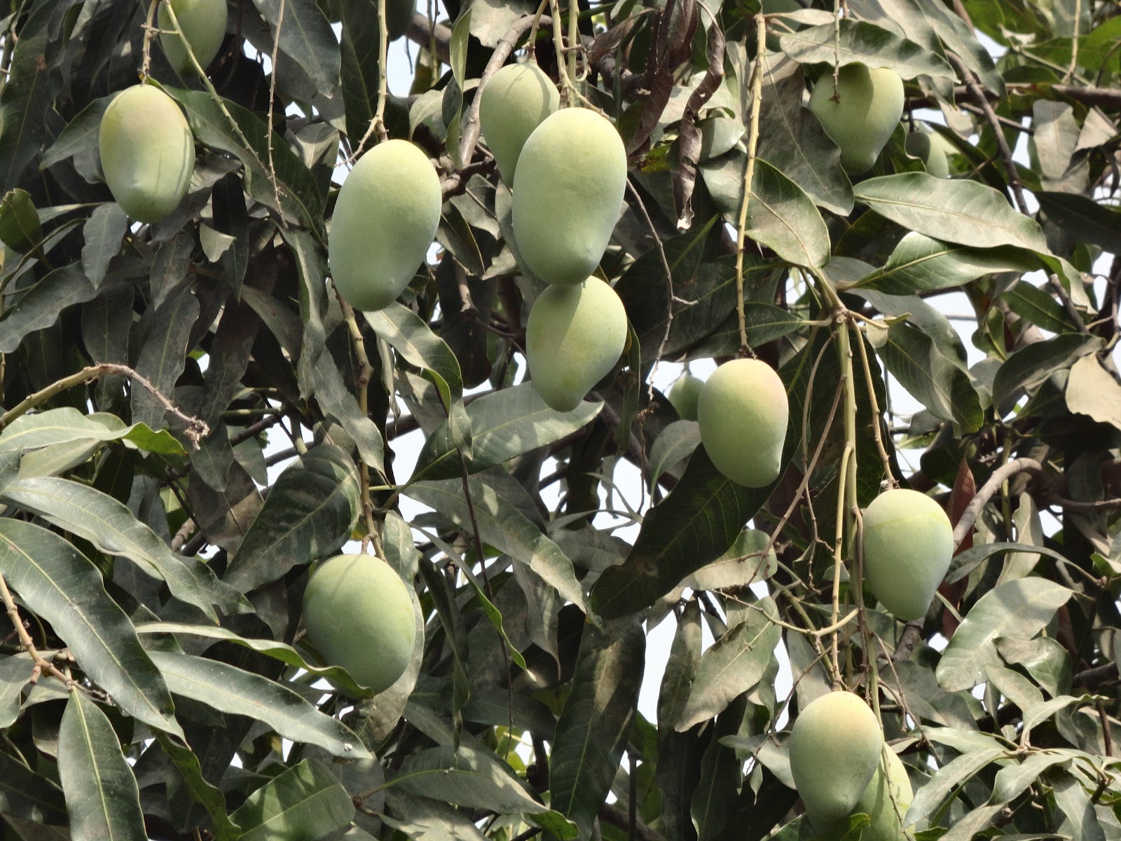 HASHAM TODAY!!!: Mangoes of Digha Patna- Dudhiya Malda