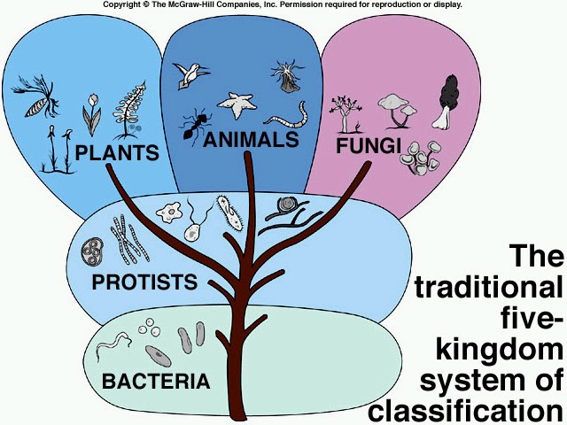 Blog Bilingüe del CEIP Pino Flores: The five kingdoms