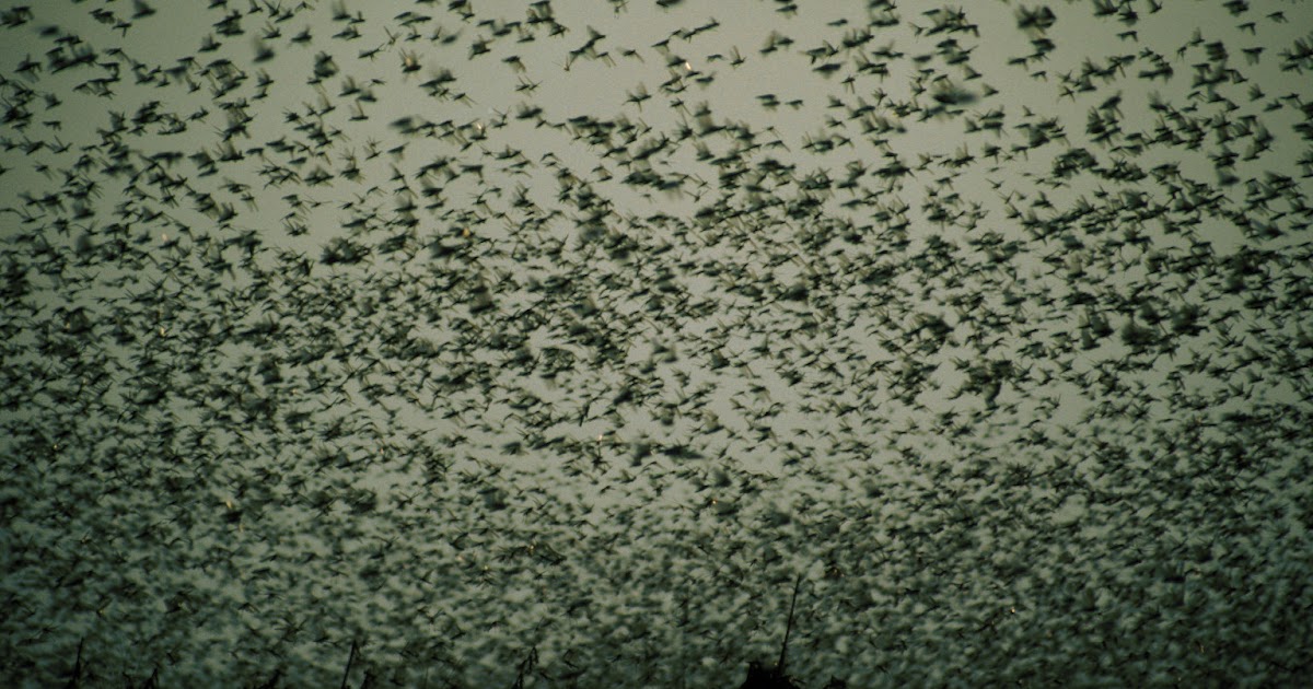 Echoes from the Geekcave: RMA: Insect Swarm