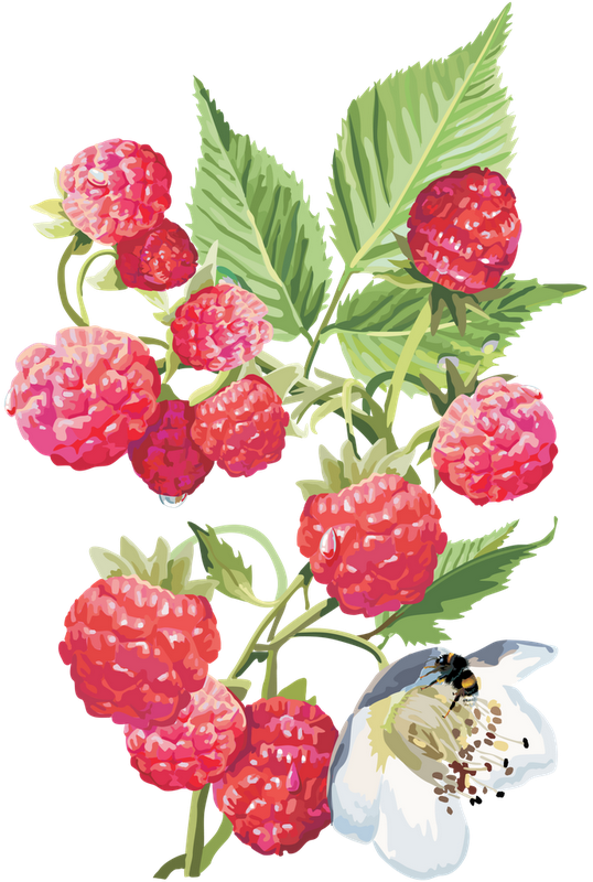 ForgetMeNot: Fruits - raspberries