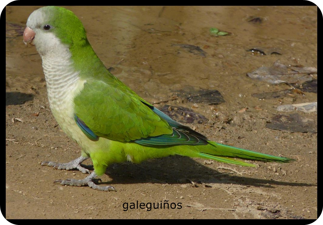 Cotorra monje (Myiopsitta monachus) | ELANIO AZUL