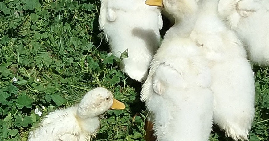 Metzer Farms Duck and Goose Blog: What Causes Runts?