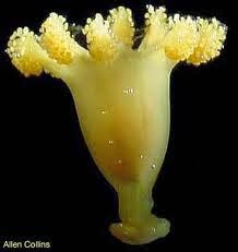 Zoología de Invertebrados I