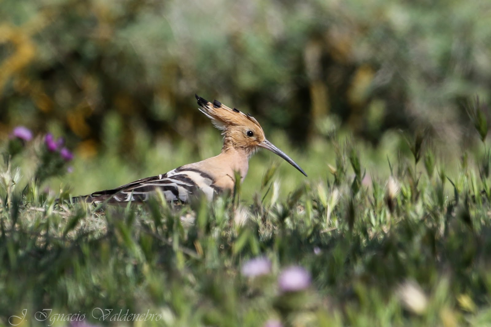 DocNatureBlog: Un ave muy, muy peculiar. Abubilla (Upupa epops). Pupa pupa.