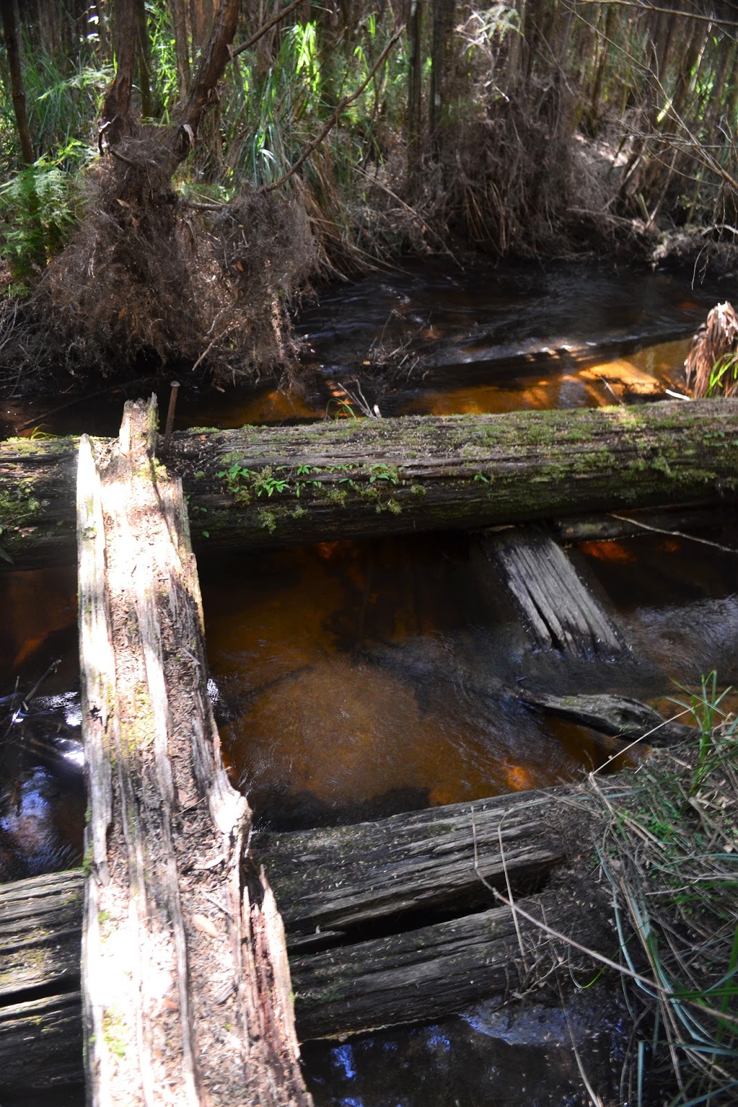 Goin' Feral One Day At A Time: Ada No.2 Mill to Powelltown, Walk into ...