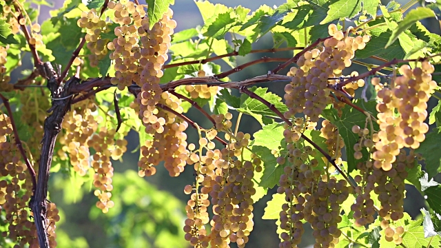 Uva Vidal ~ Enología