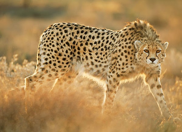 Animali della Savana