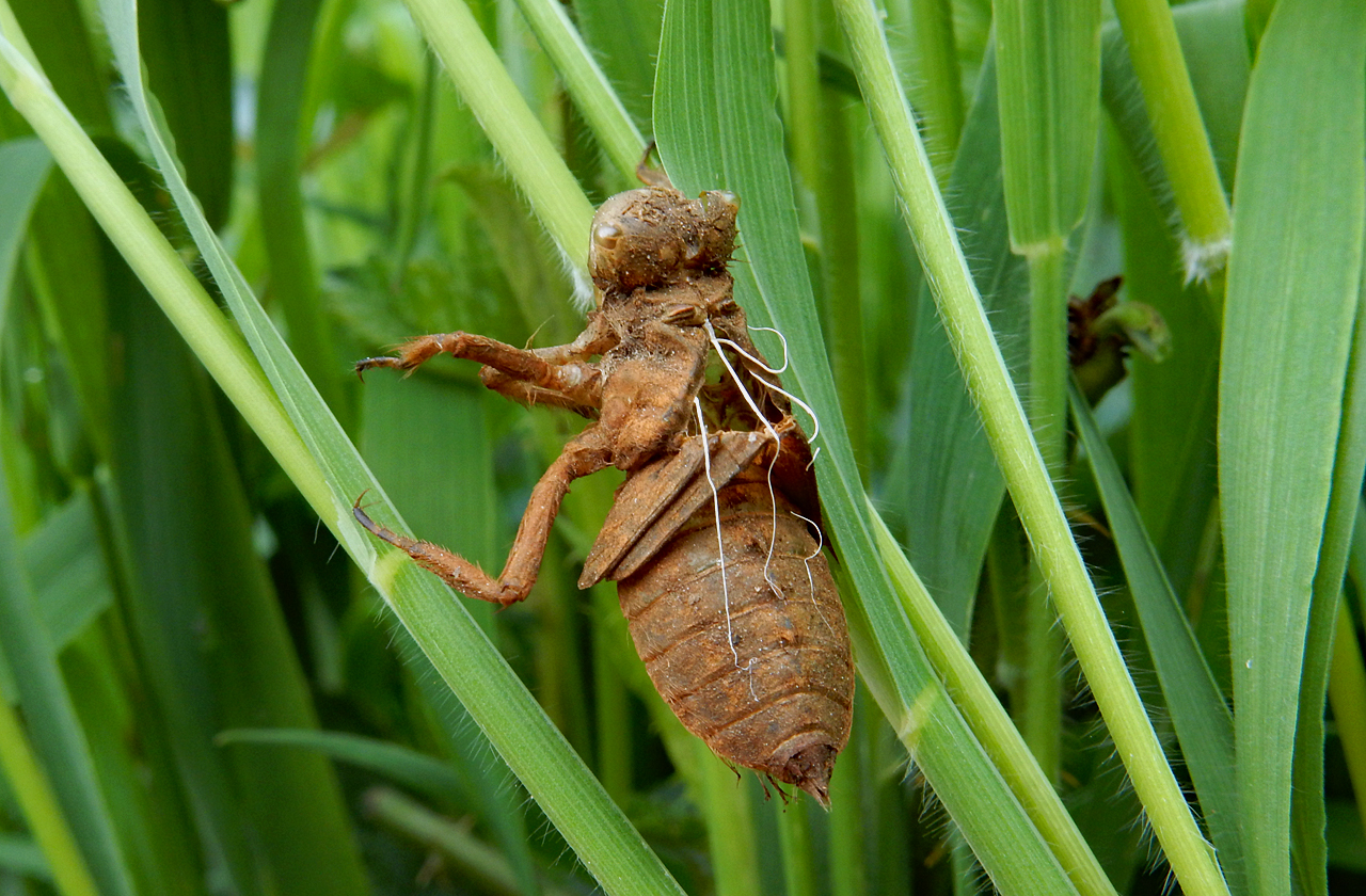 Jozef van der Heijden - Natuurfotografie: Larven huidje van Platbuik nimf