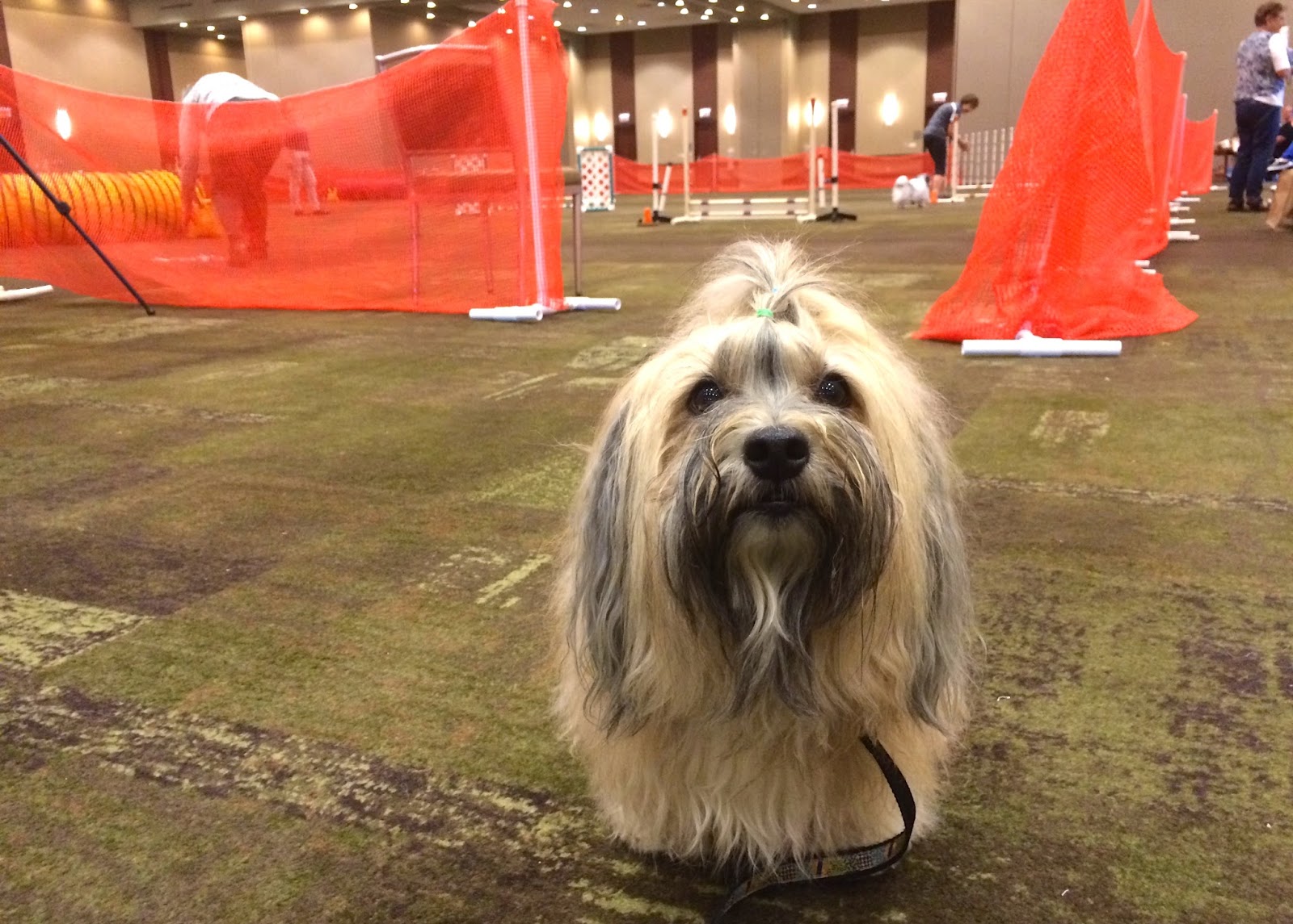 To Dog With Love: 2015 Havanese National Specialty Agility Fun!