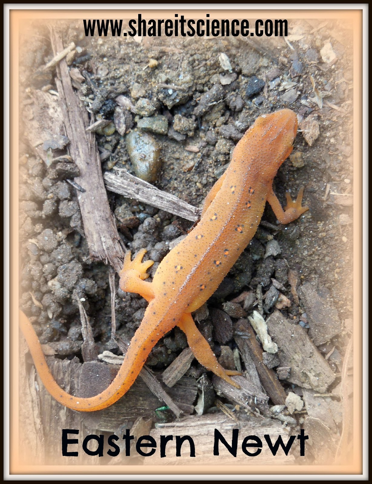 Share it! Science : See it? Share it! Eastern Newt