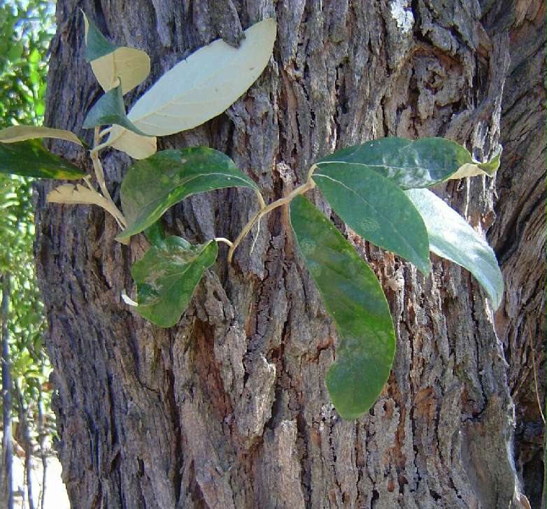 Candeia (Gochnatia polymorpha)