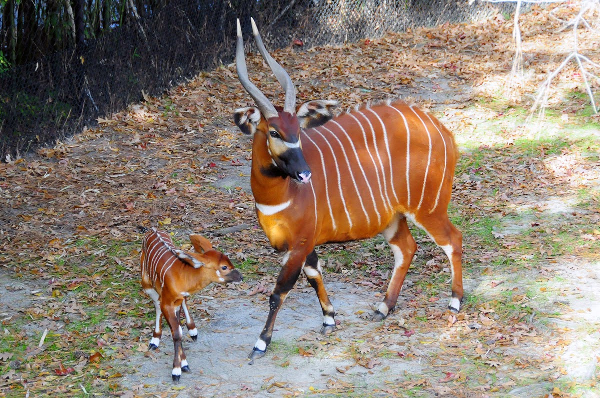 ΜΠΟΝΓΟΣ (BONGOS) photos - wallpapers | the fun bank