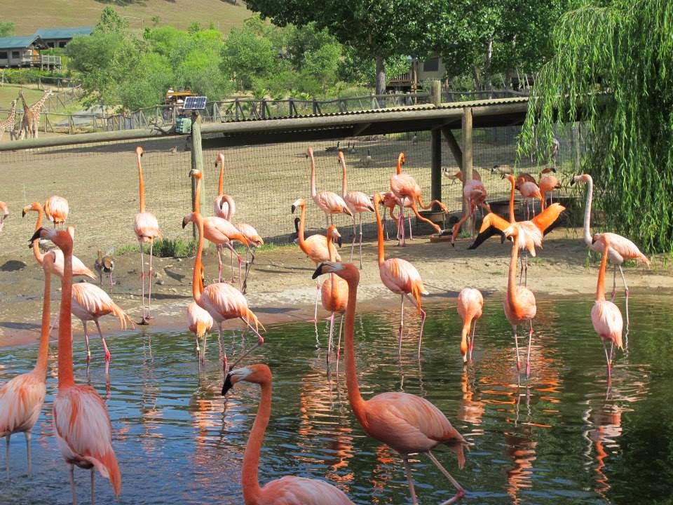 Safari West in Santa Rosa - Munchie Musings